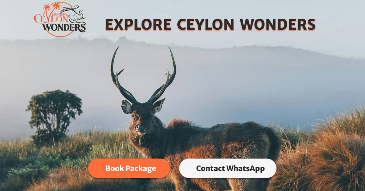 Explore Ceylon Wonders | Tailor-Made Sri Lanka Tours